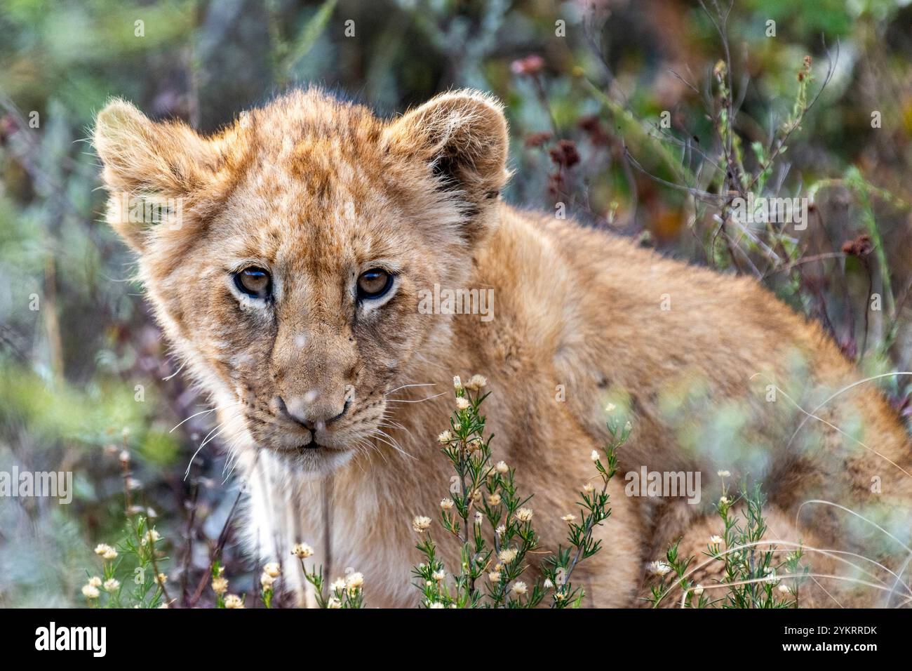 Cautious photo hi-res stock photography and images - Alamy