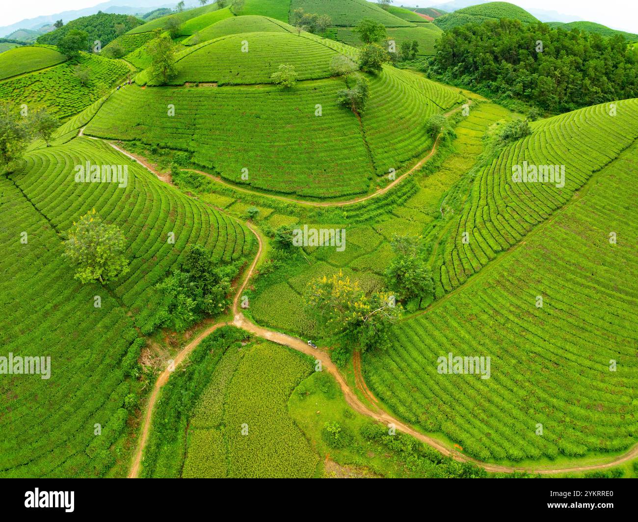 High angle view Rows of growing tea plantation at Long Coc mountains ...