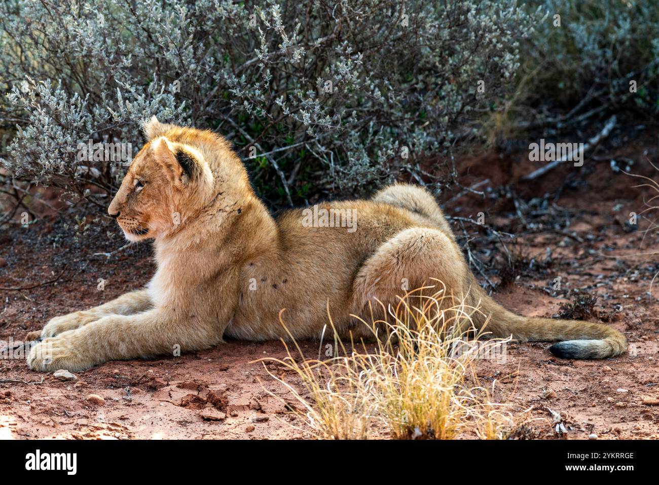A young lion cub lying down and resting in a sphinx position pose at ...