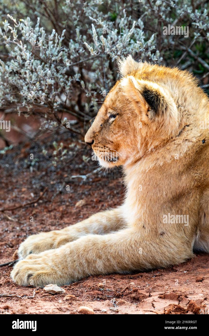 A young lion cub lying down and resting in a sphinx position pose at ...