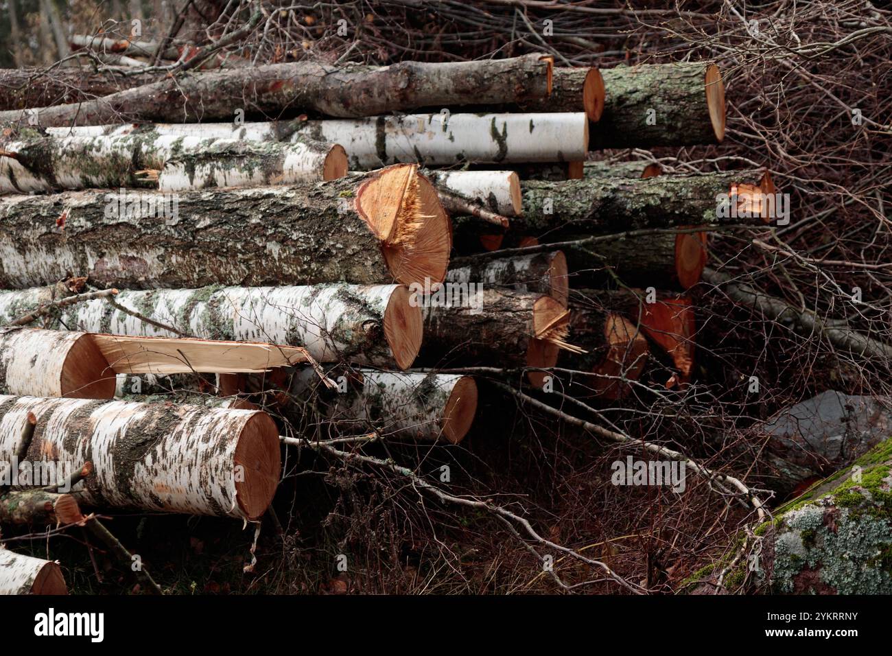 Pile of brushwood, wooden logs, big trunks of tall trees chopped and ...