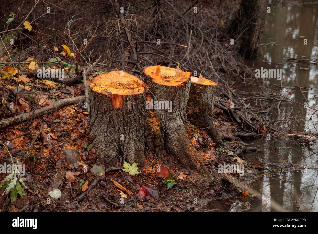 Deforestation concept. Alder stumps in the forest from freshly chopped healthy trees after ...