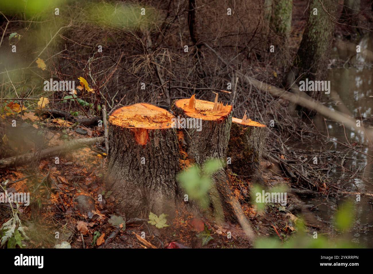 Deforestation concept. Alder stumps in the forest from freshly chopped healthy trees after ...
