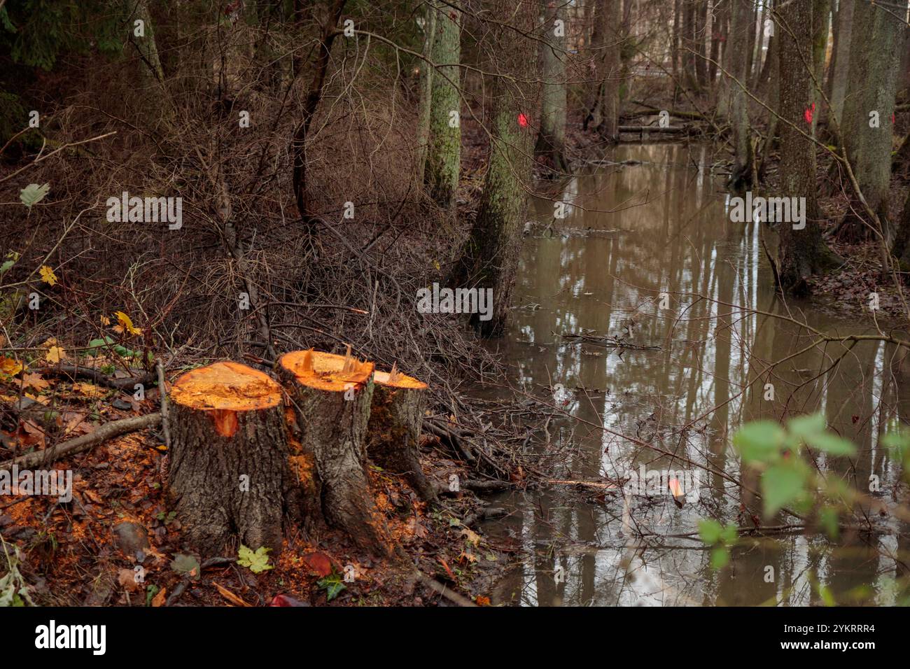Deforestation concept. Alder stumps in the forest from freshly chopped ...