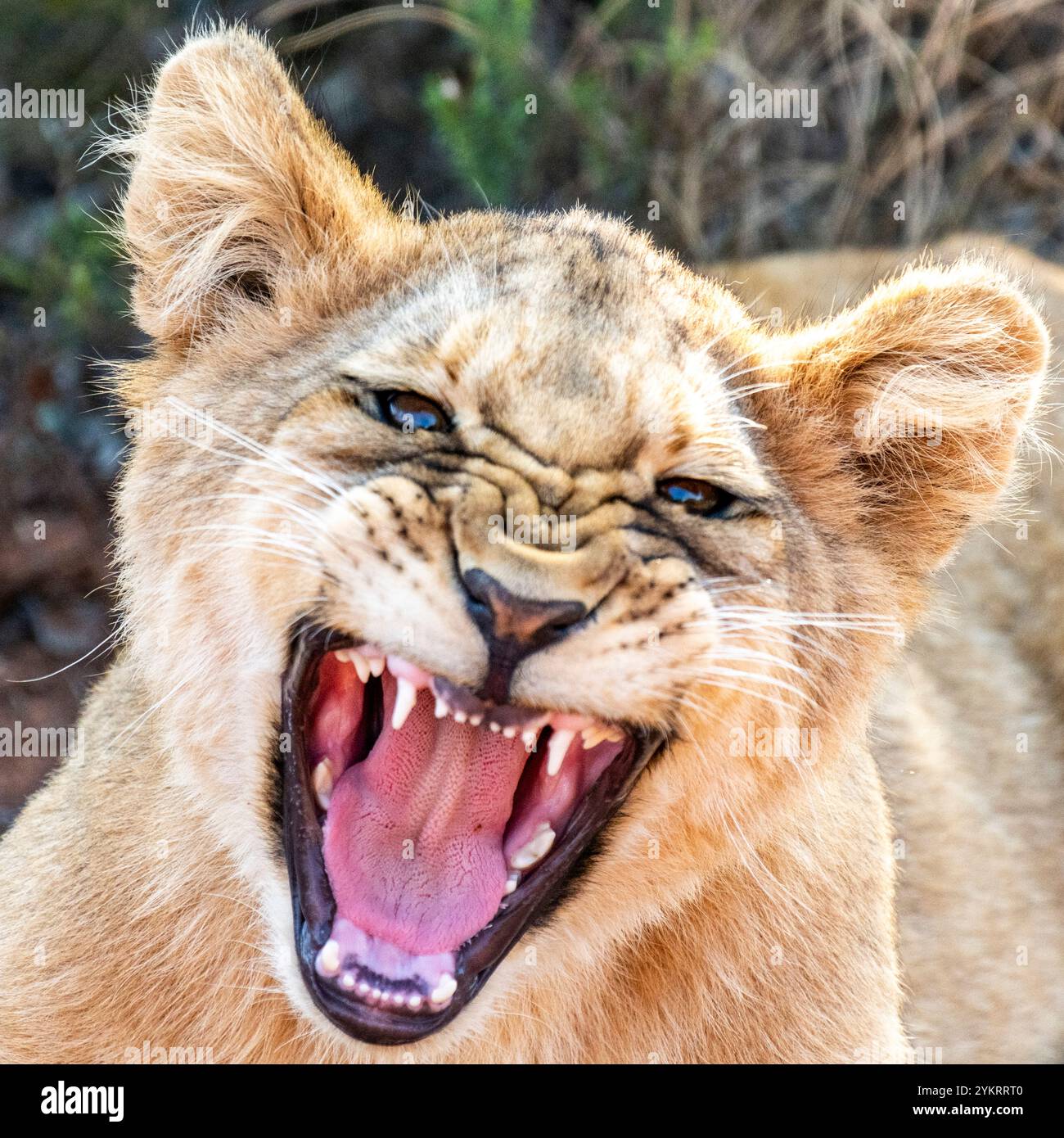 A young lion cub looking fierce as it yawns to open its mouth and ...