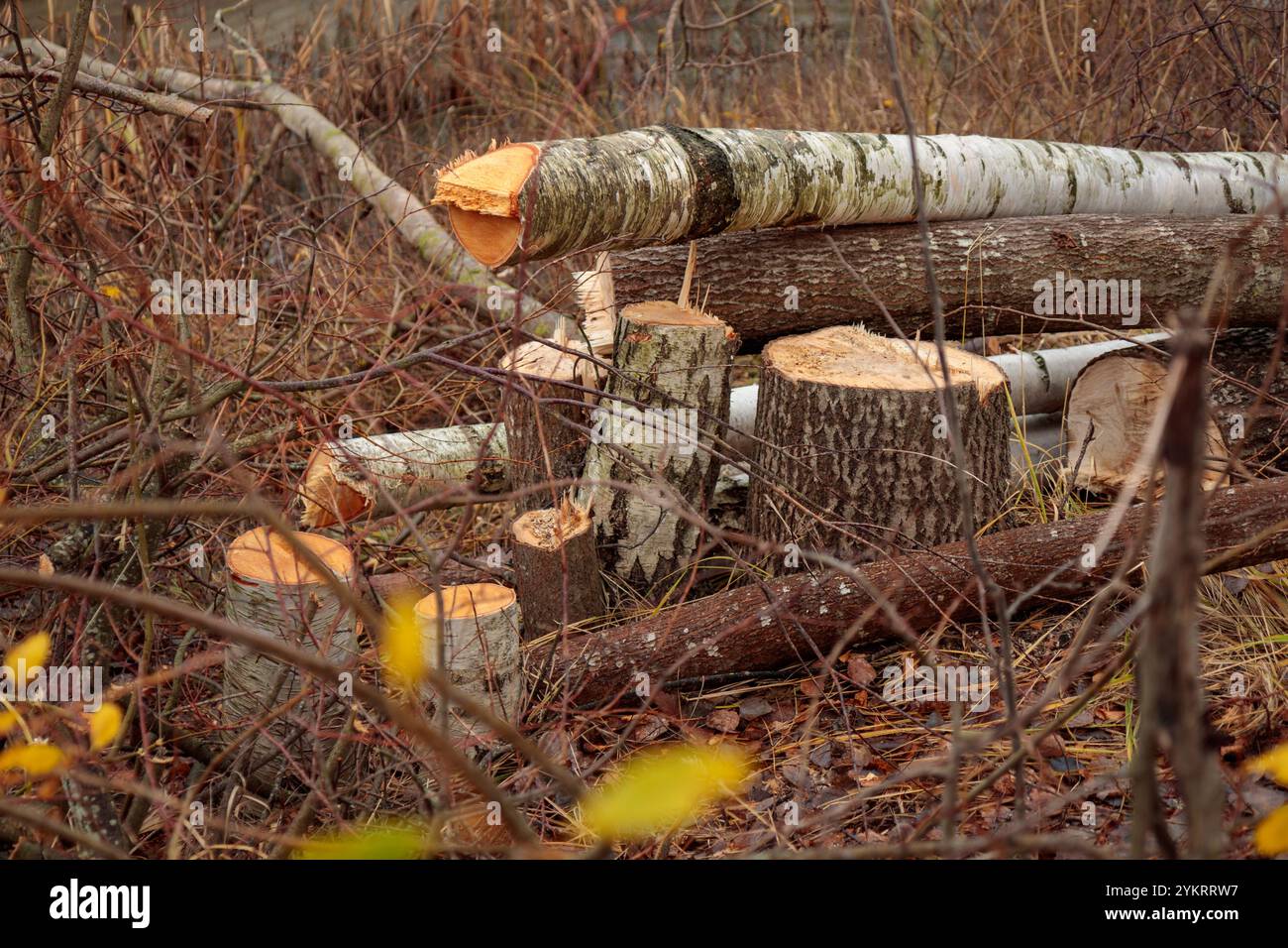 Deforestation concept. Freshly chopped alder and birch trees with ...