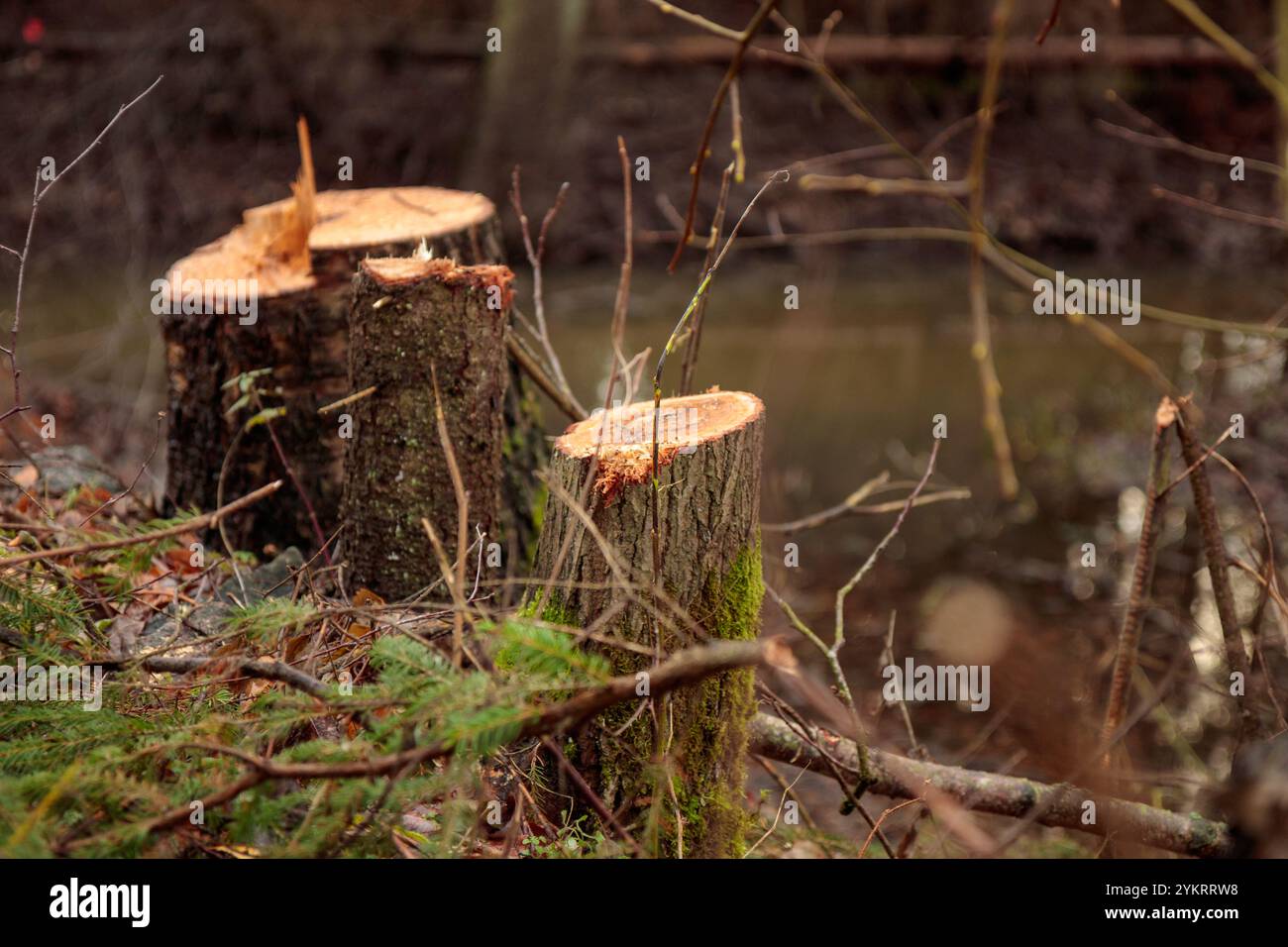 Deforestation concept. Alder and birch stumps in the forest from ...
