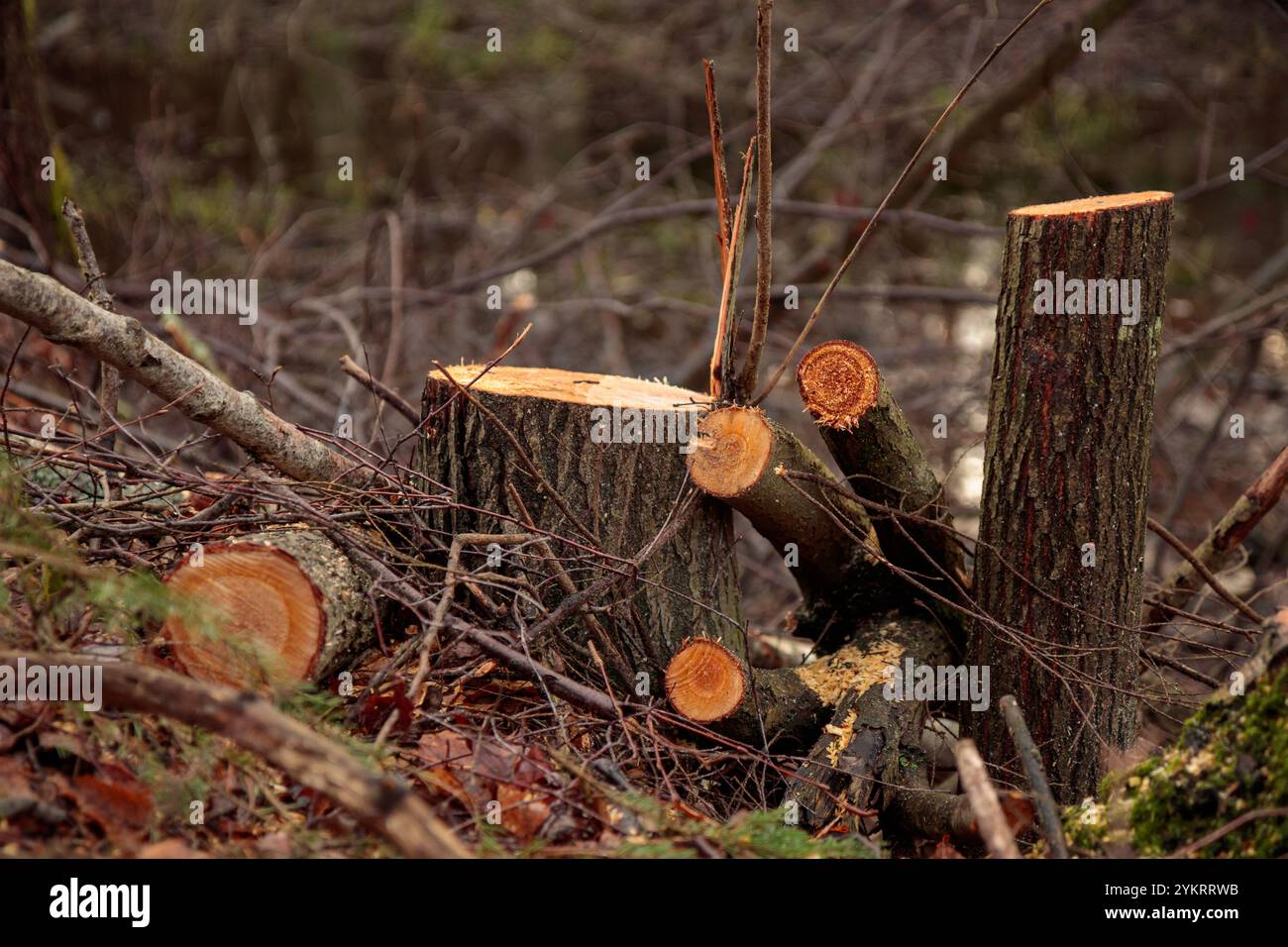 Deforestation concept. Alder stumps in the forest from freshly chopped healthy trees after ...