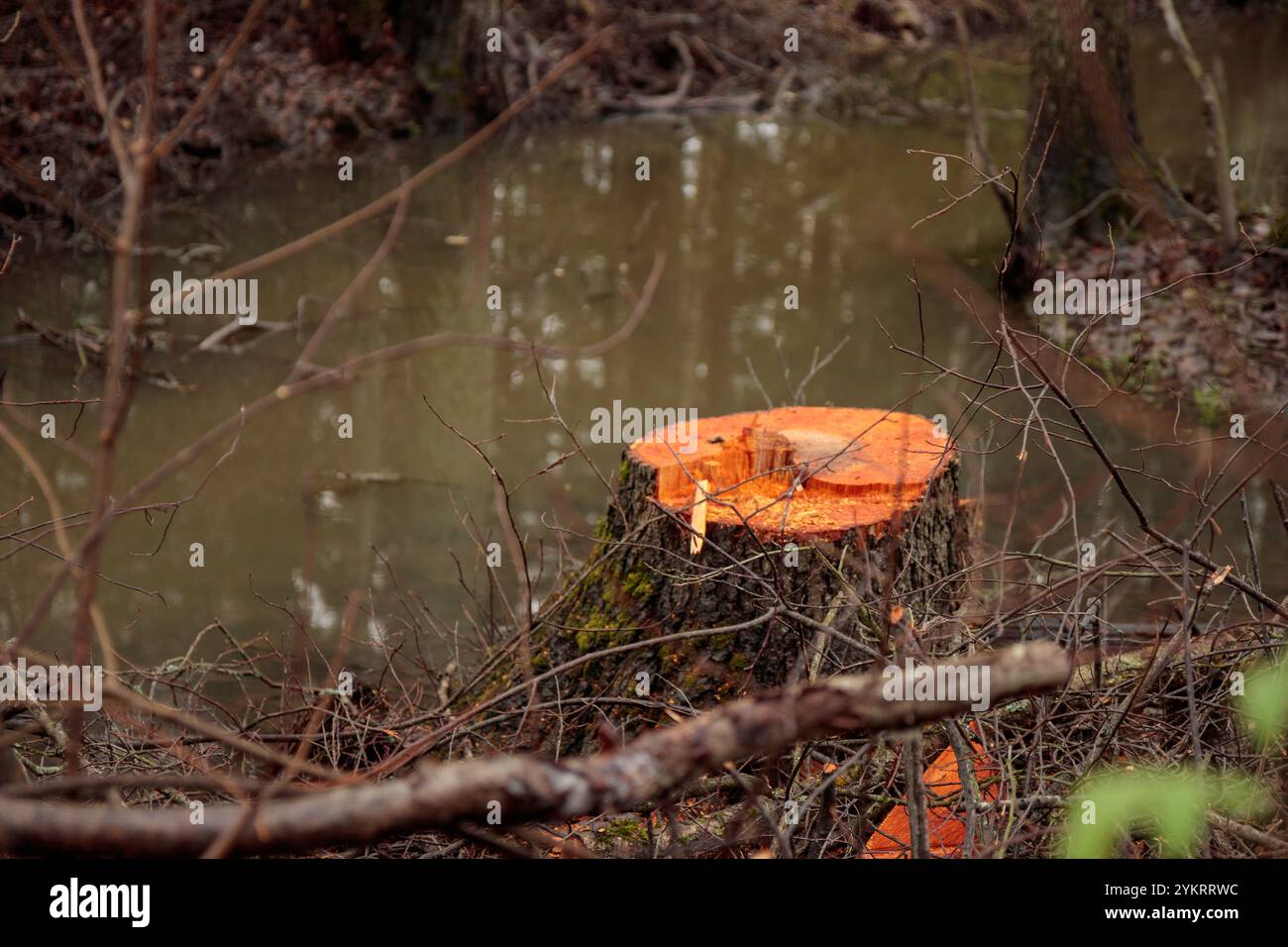 Deforestation concept. Alder stump in the forest from freshly chopped ...