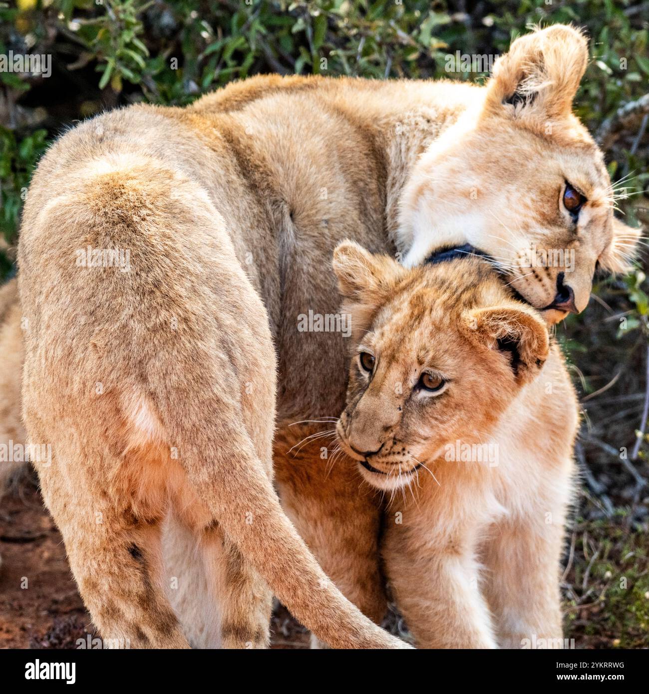 A lion cub grabbing and biting the head of its sibling at Schotia Game ...