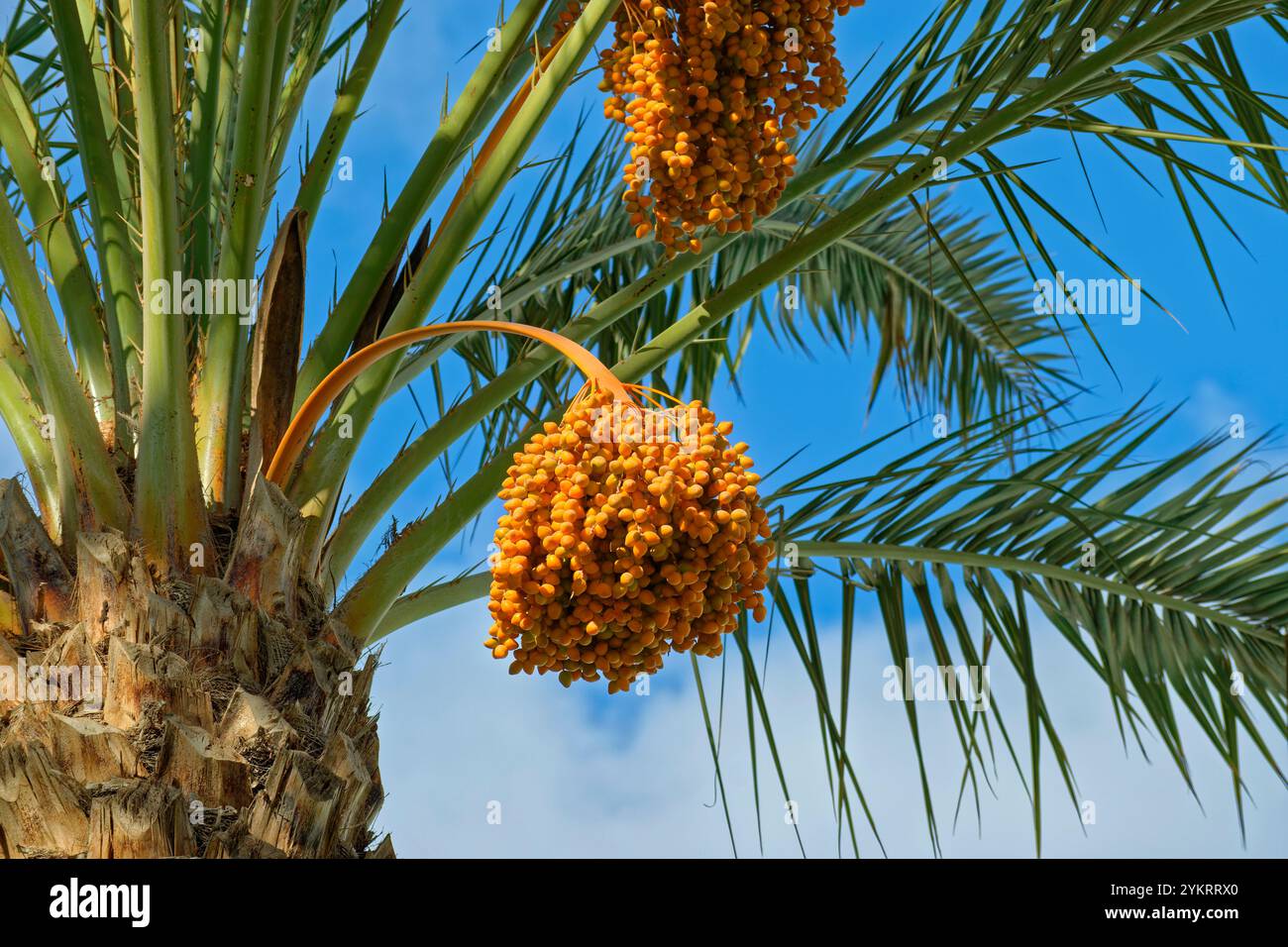 Date Palm fronds of the genus Phoenix Dactylifera in the Palm family ...