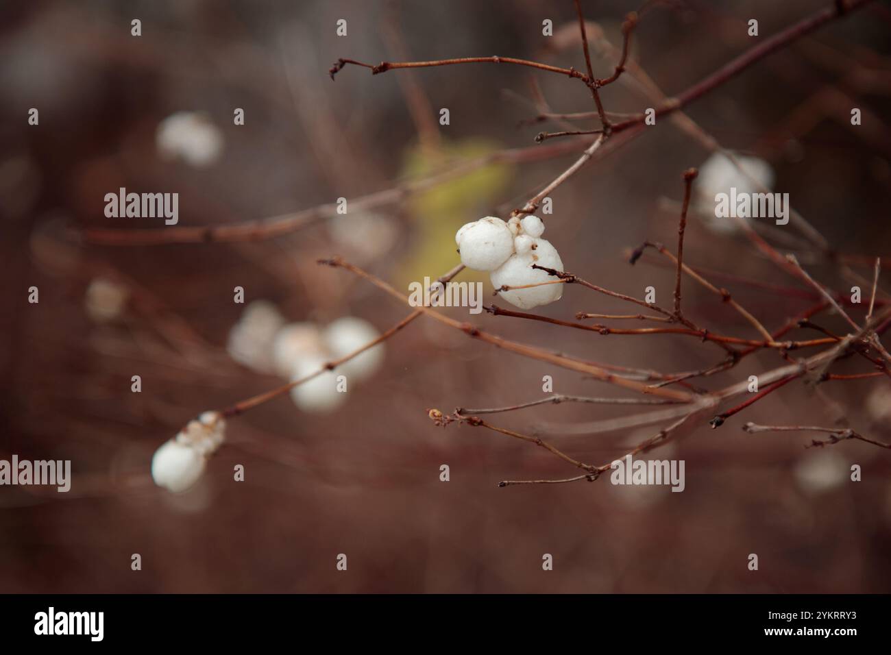 Branches with white berries of Pomeranian Symphoricarpos albus ...
