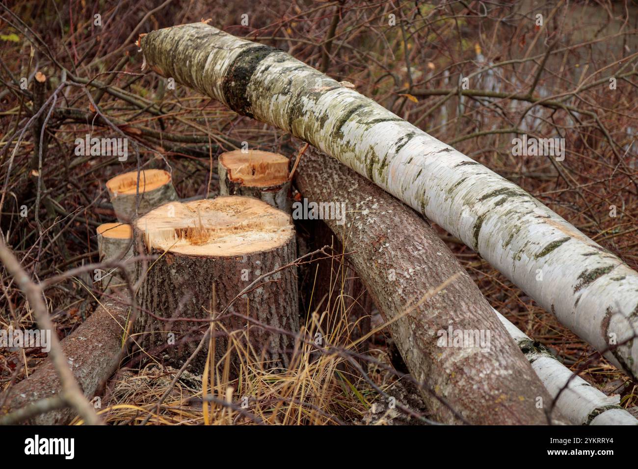 Deforestation concept. Freshly chopped alder and birch trees with ...