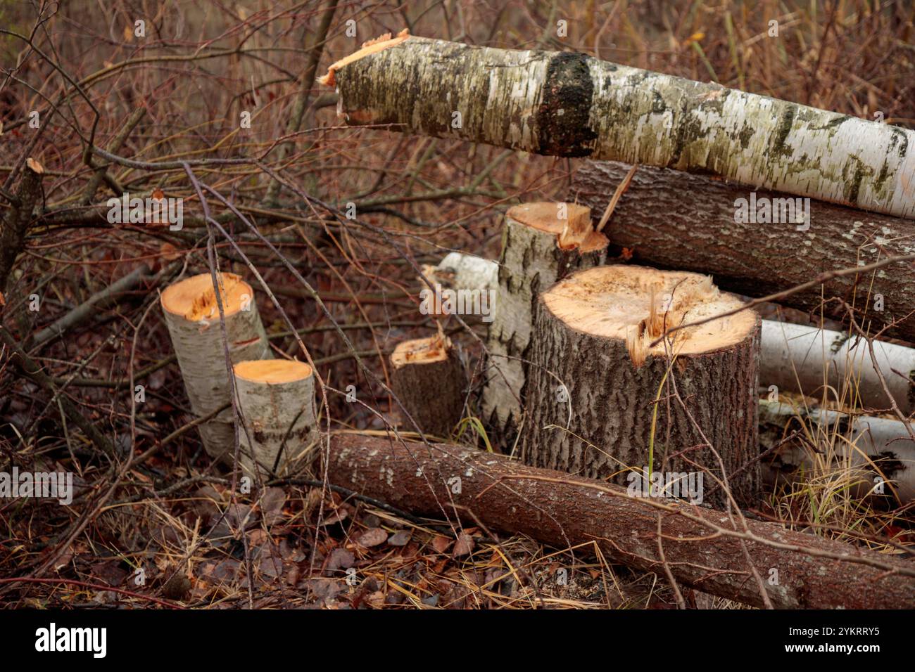 Deforestation concept. Freshly chopped alder and birch trees with stumps in the forest after ...