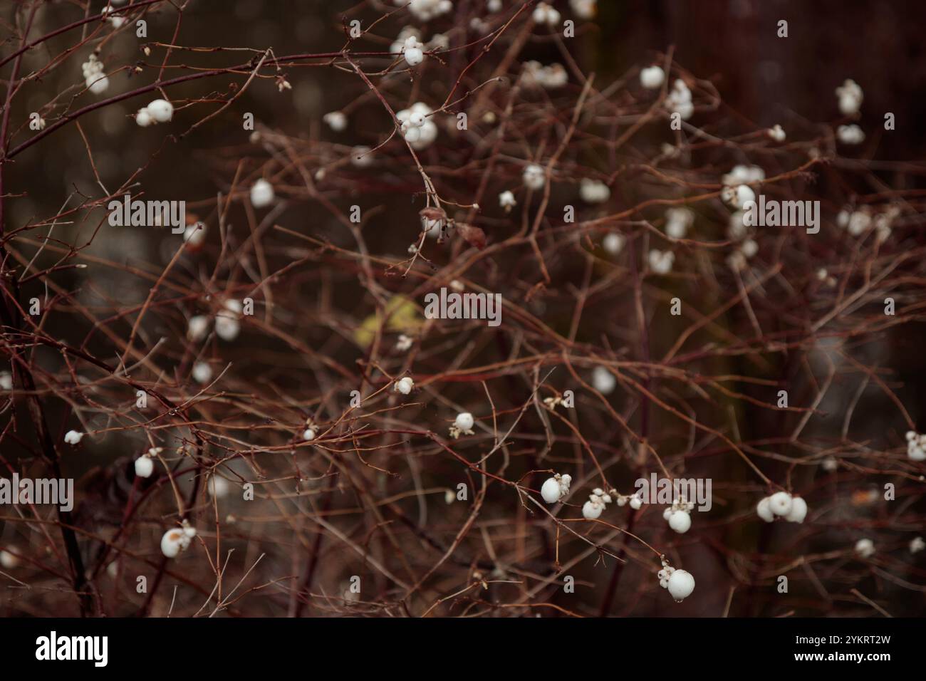 Branches with white berries of Pomeranian Symphoricarpos albus ...