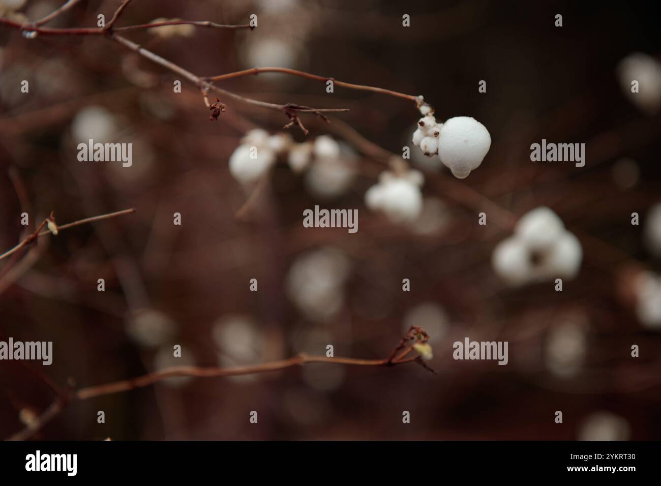 Branches with white berries of Pomeranian Symphoricarpos albus ...