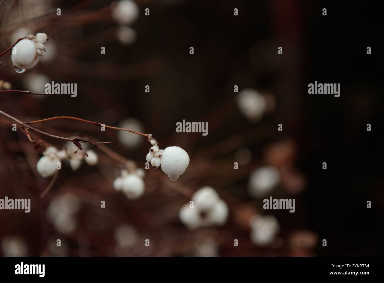 Branches with white berries of Pomeranian Symphoricarpos albus ...