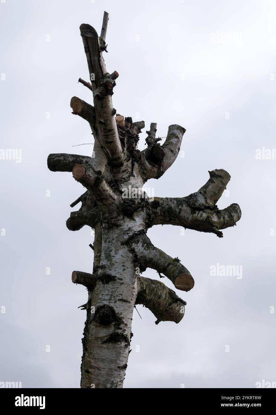 Heavily pollarded silver birch tree hi-res stock photography and images ...