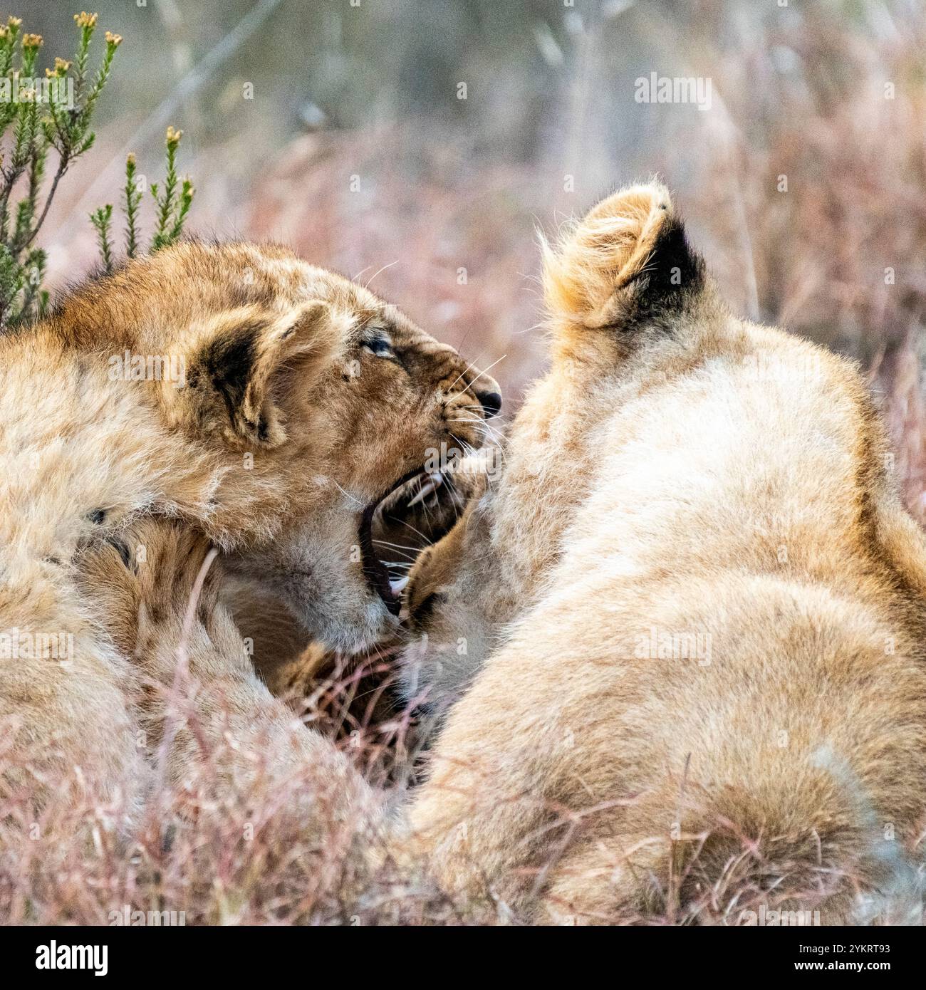Two young lion cubs play fighting with each other at Schotia Game ...