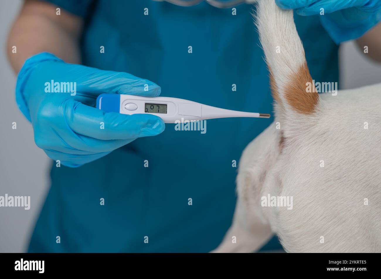 A veterinarian measures a dog's temperature rectally with an electronic ...