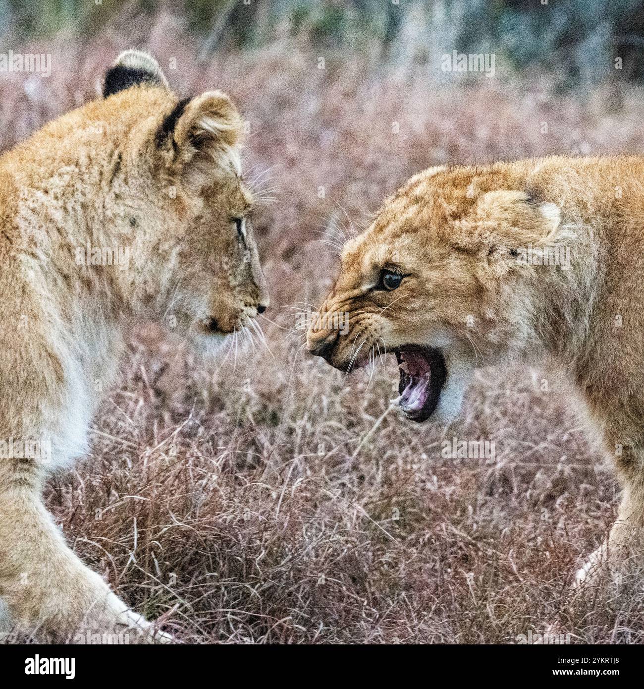 Two young lion cubs play fighting with each other at Schotia Game ...