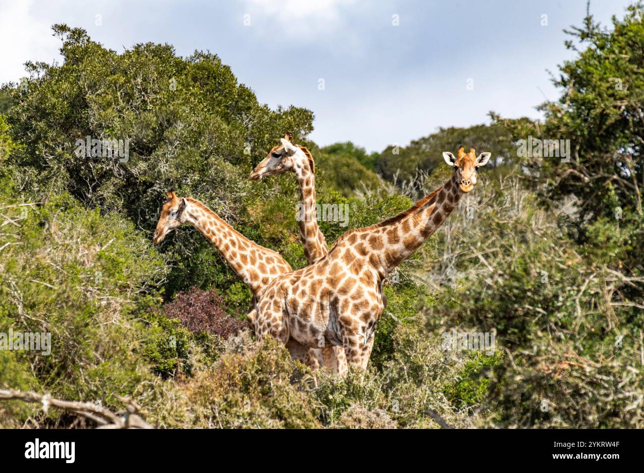 Three giraffes lined up to look like a three headed mythical creature at Schotia Game Reserve ...