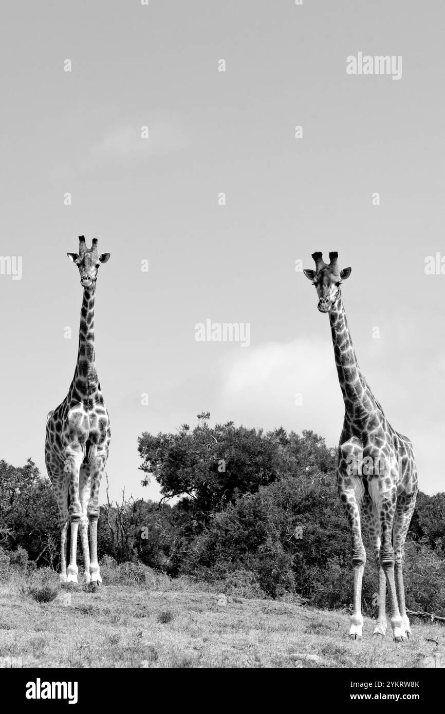 A black & white photo image of two giraffes standing looking towards ...