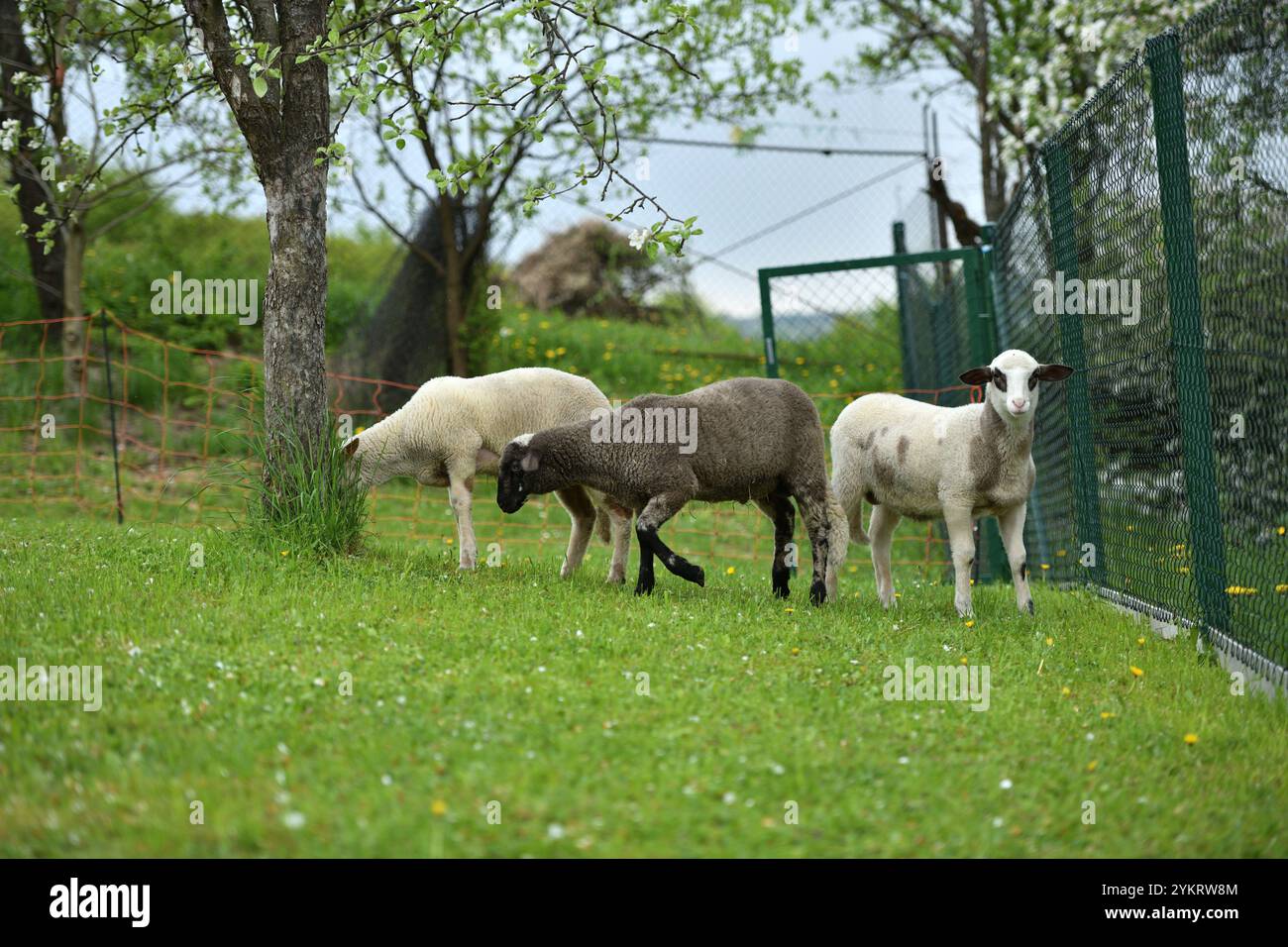 Home-bred sheep in a garden fenced with an electric grid Stock Photo ...