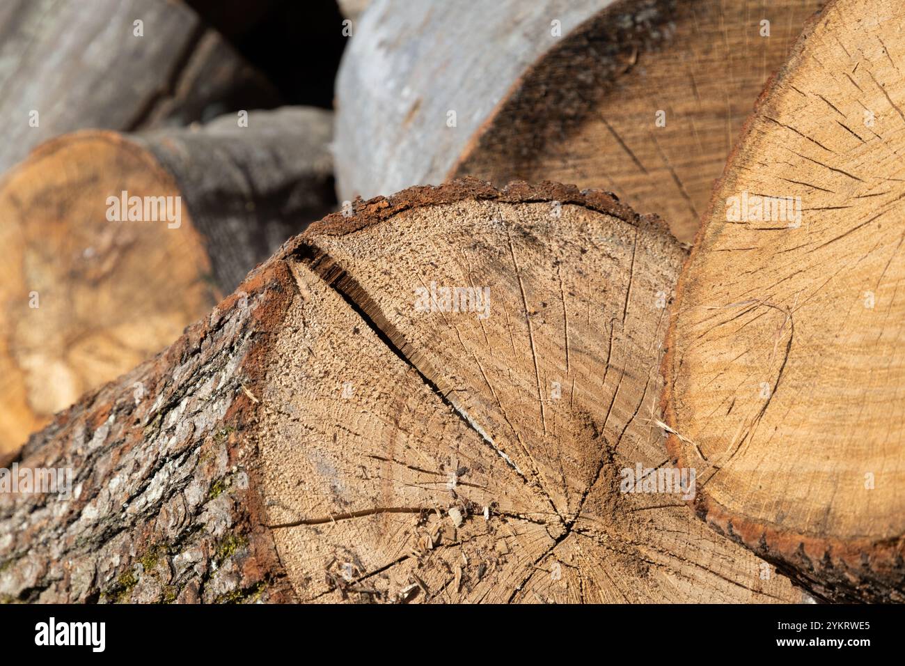 Cracks in dry tree stumps, wood texture Stock Photo - Alamy
