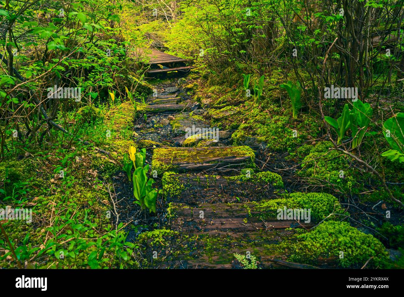 Starrigavan loop trail hi-res stock photography and images - Alamy