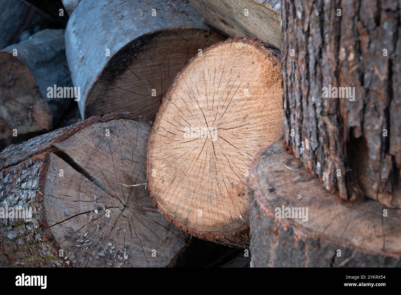 Cracks in dry tree stumps, sawn firewood Stock Photo - Alamy