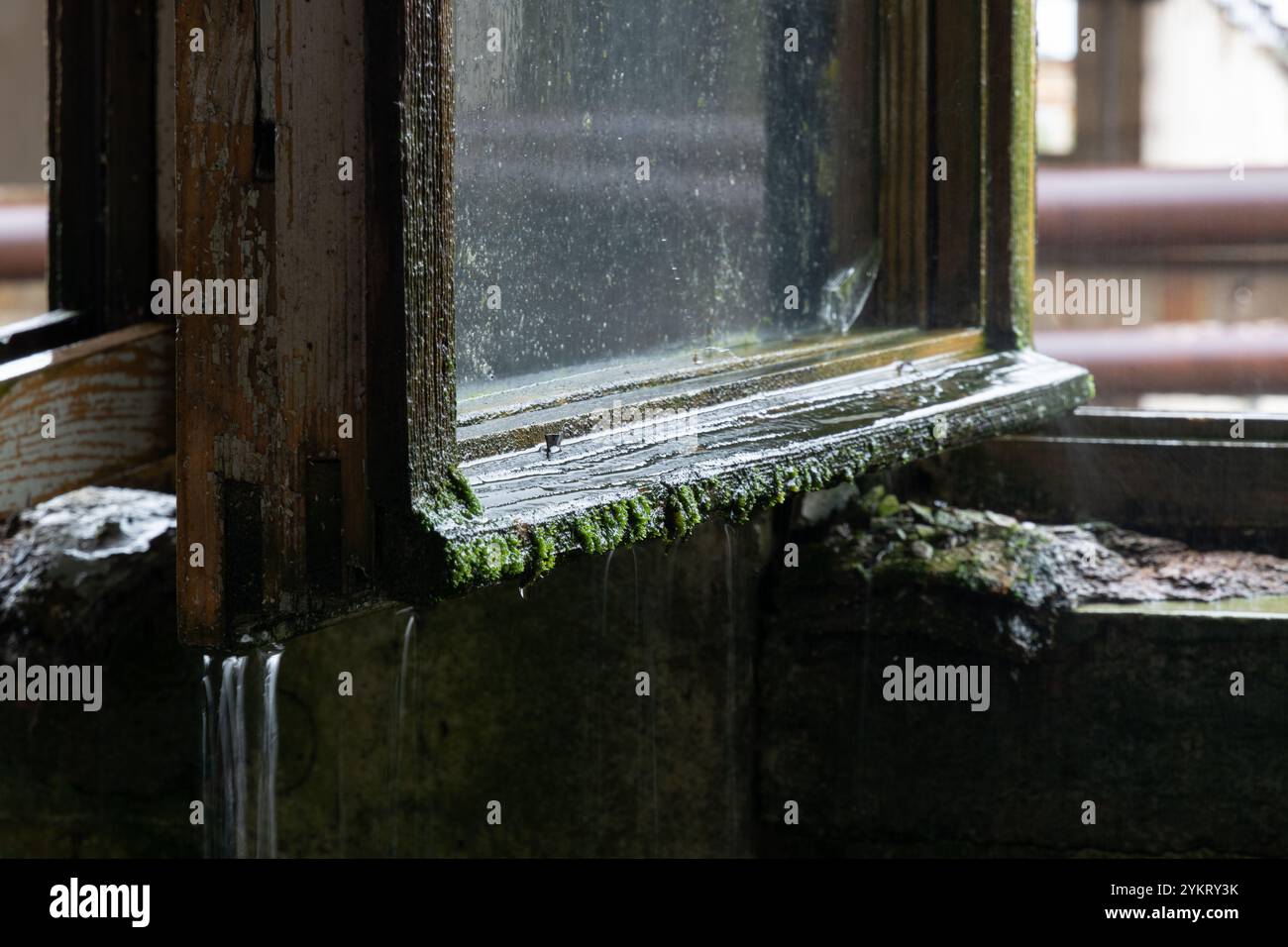 Wet window covered with moss and mold in abandoned building during ...
