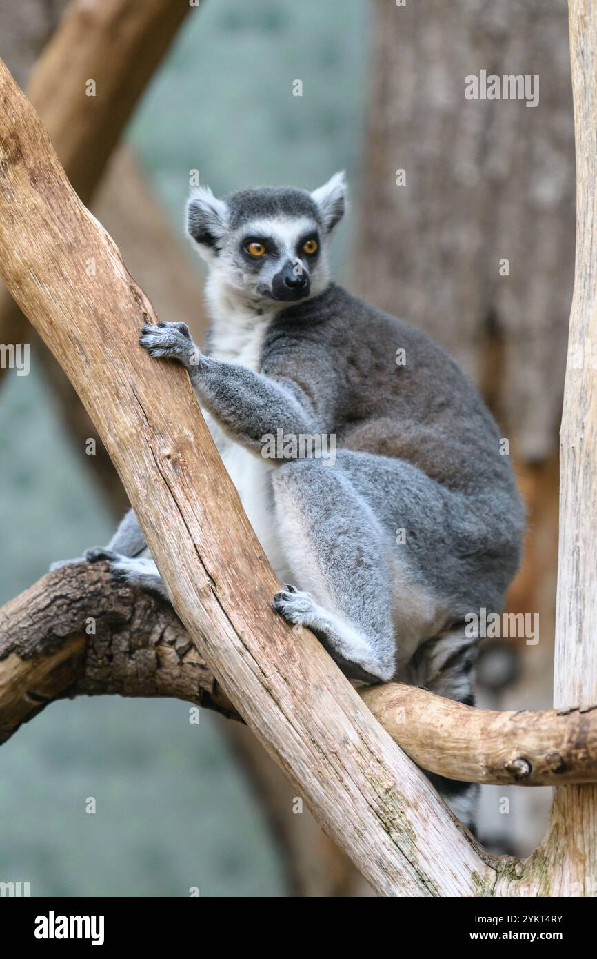 A ring-tailed lemur poses calmly on a branch Stock Photo - Alamy