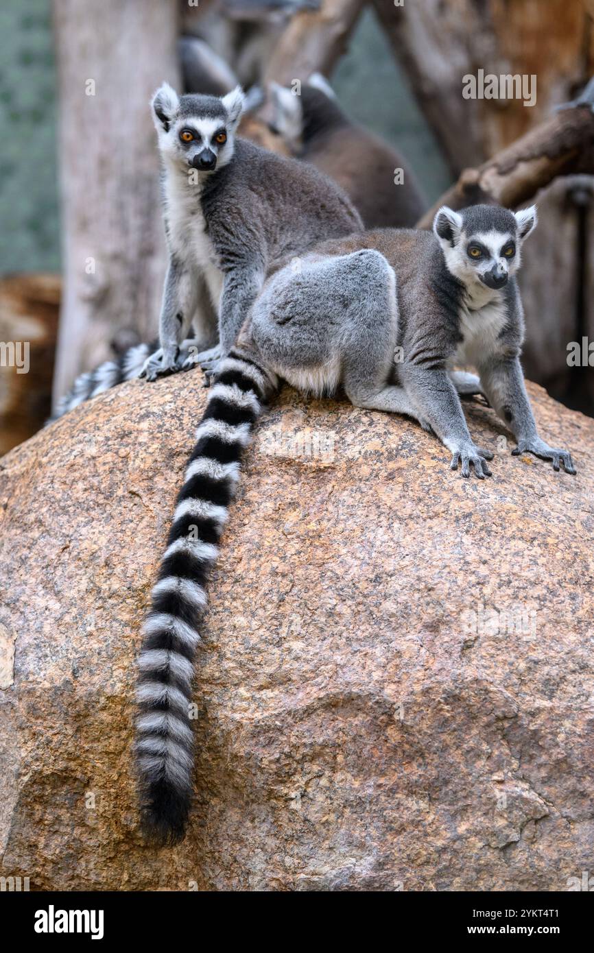 Posing ring tailed lemur hi-res stock photography and images - Alamy