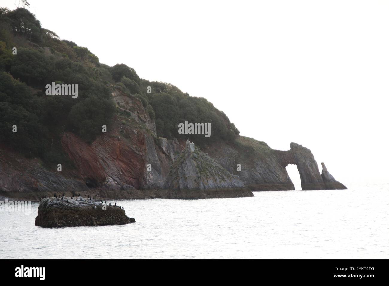 Devon seabirds sea birds hi-res stock photography and images - Alamy