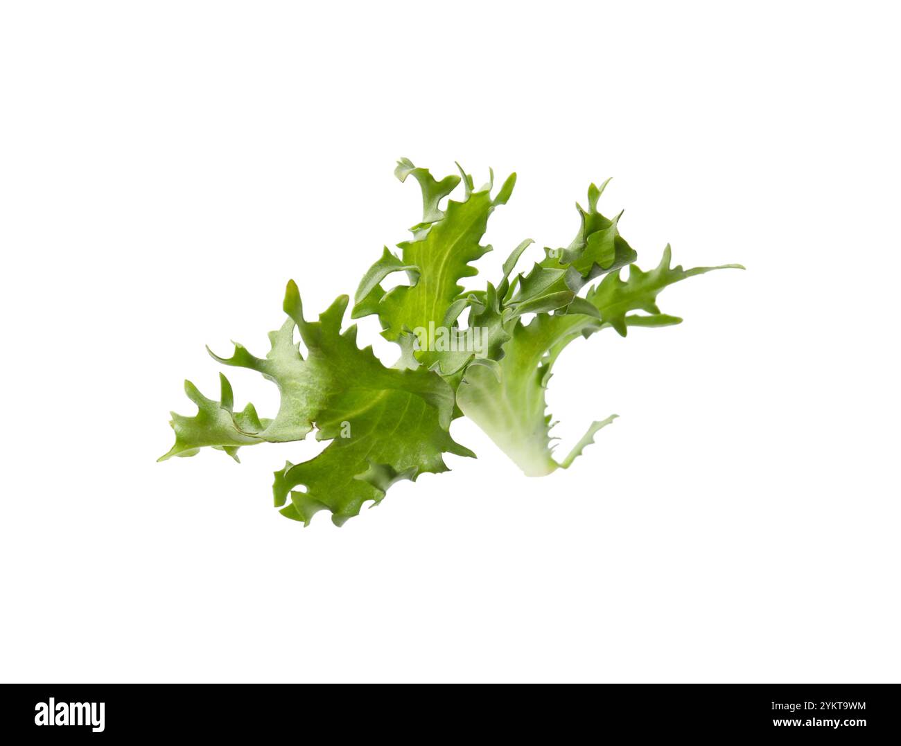 One fresh arugula leaf isolated on white Stock Photo - Alamy