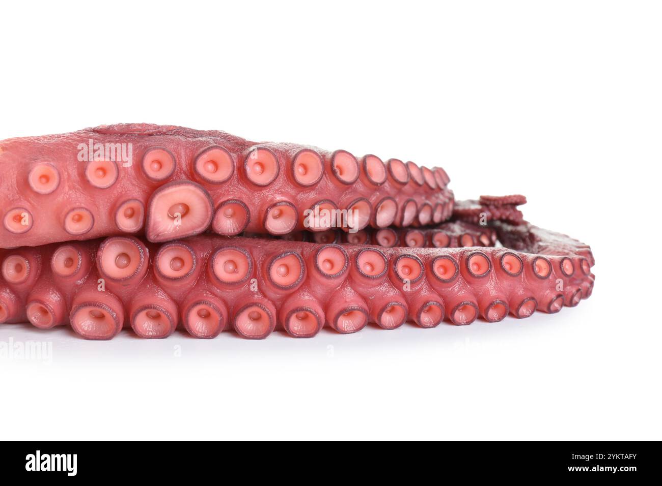 Two raw octopus tentacles isolated on white Stock Photo - Alamy