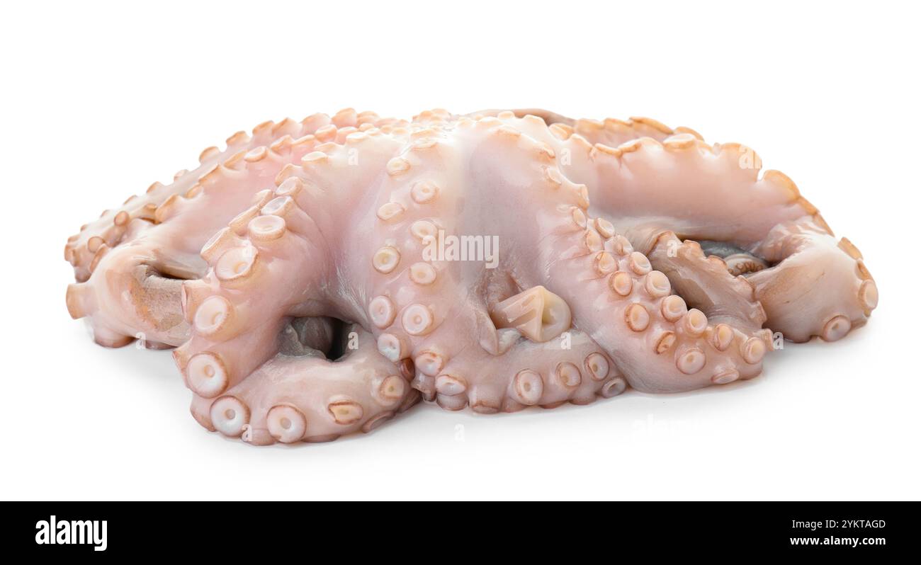 One fresh raw octopus isolated on white Stock Photo - Alamy