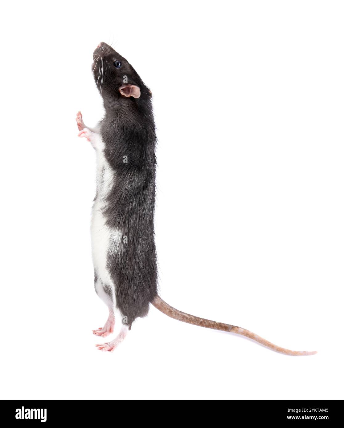 One cute small rat on white background Stock Photo - Alamy