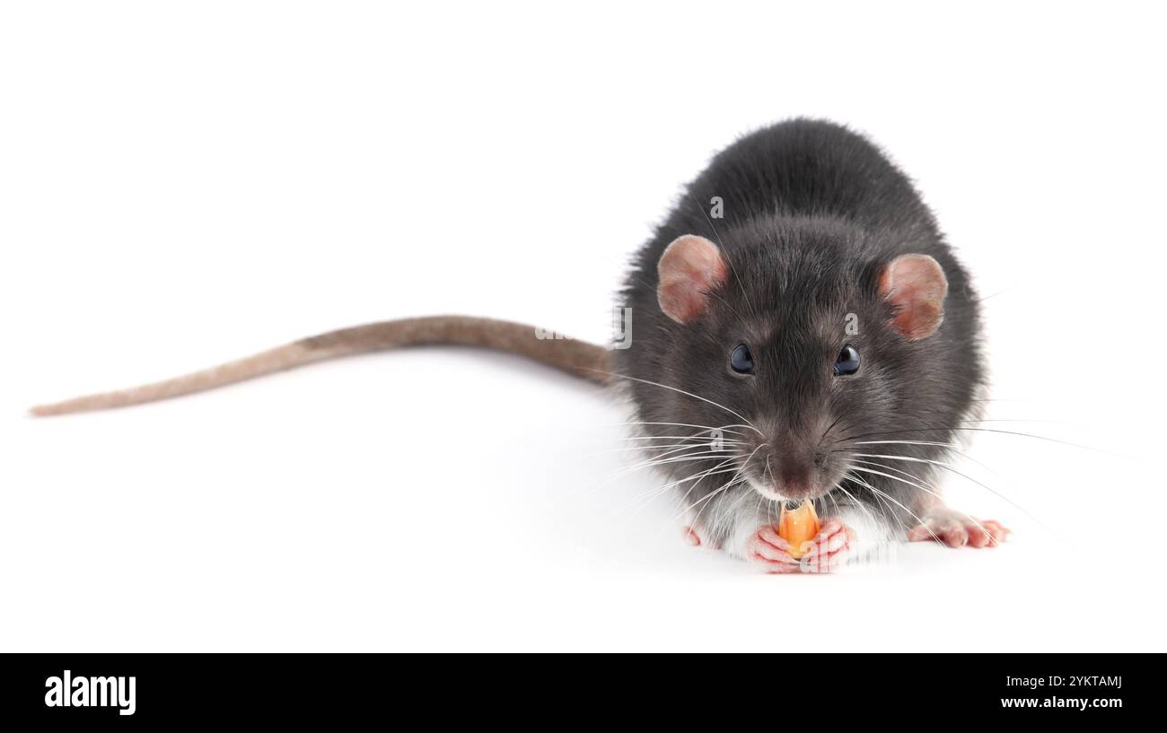 One cute small rat on white background Stock Photo - Alamy