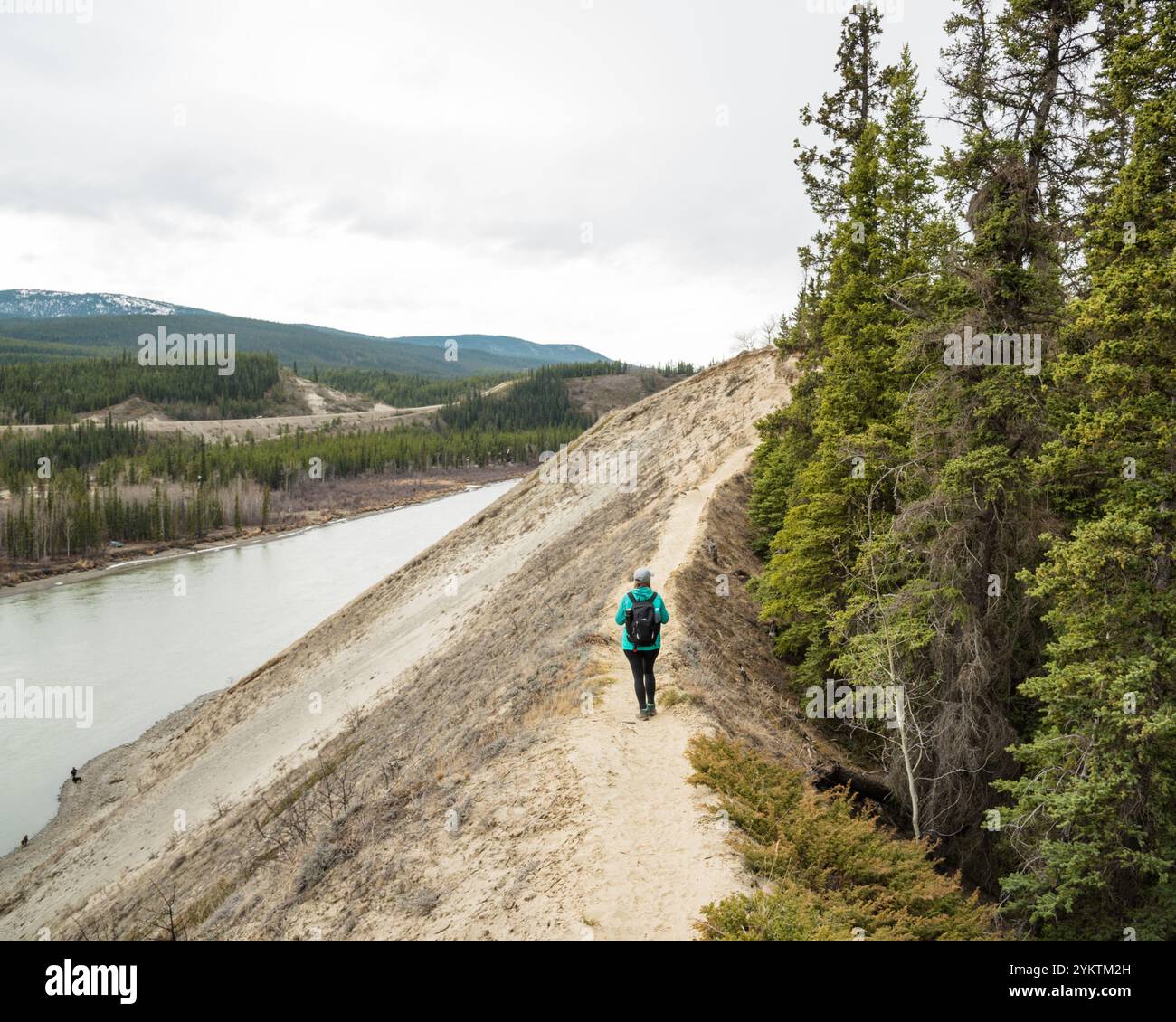 Woman hiking along the side of the Yukon River outside of Whitehorse in ...