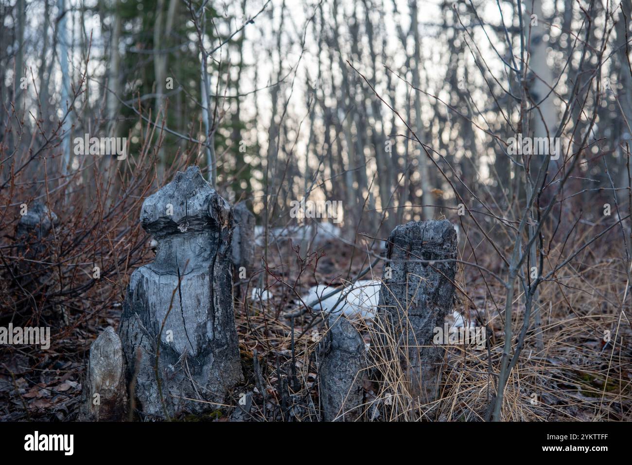 Spring time dry forest in northern Canada with dead tree stumps in view ...