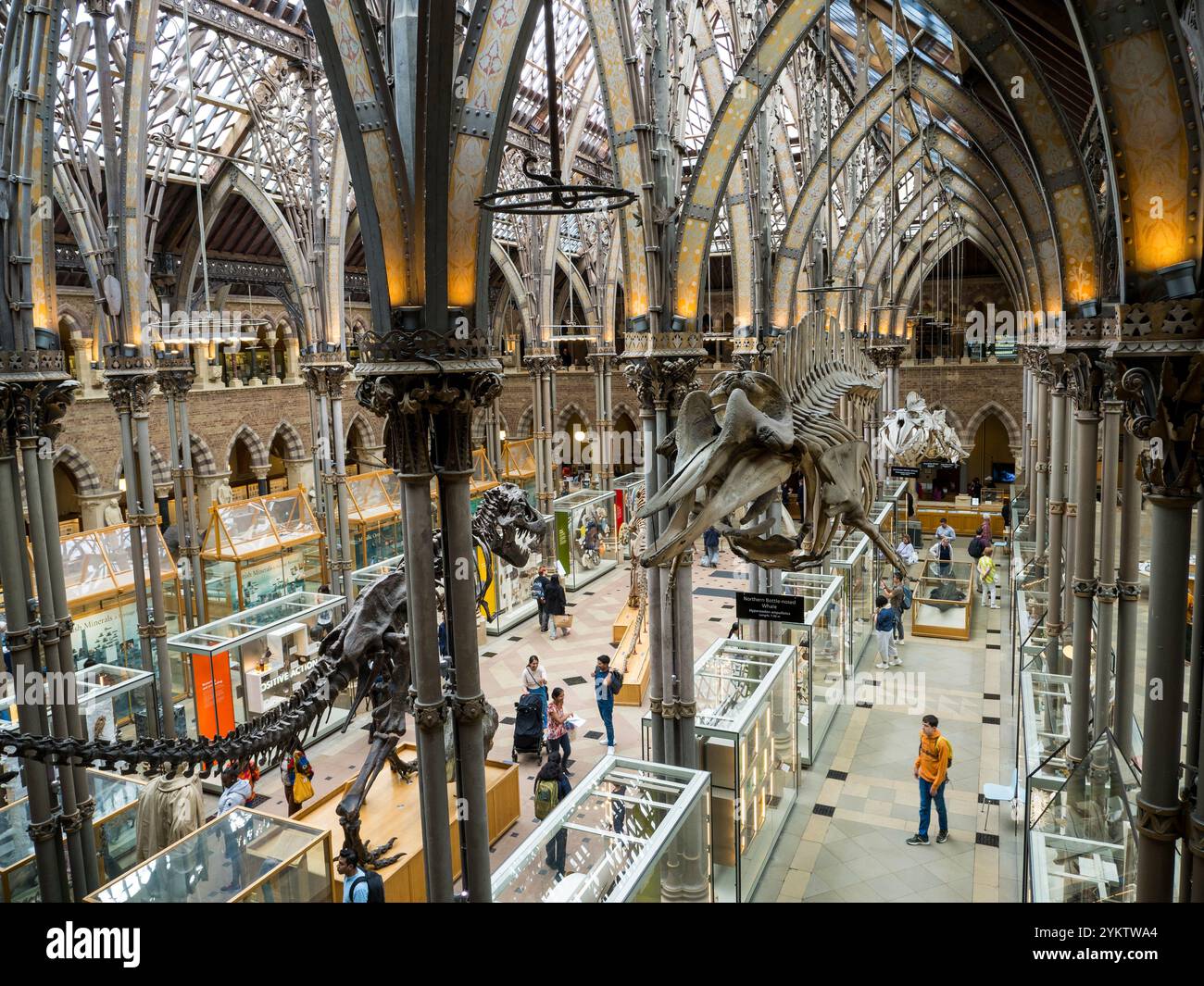 Oxford University Museum of Natural History, Oxford, Oxfordshire, England, UK, GB Stock Photo ...