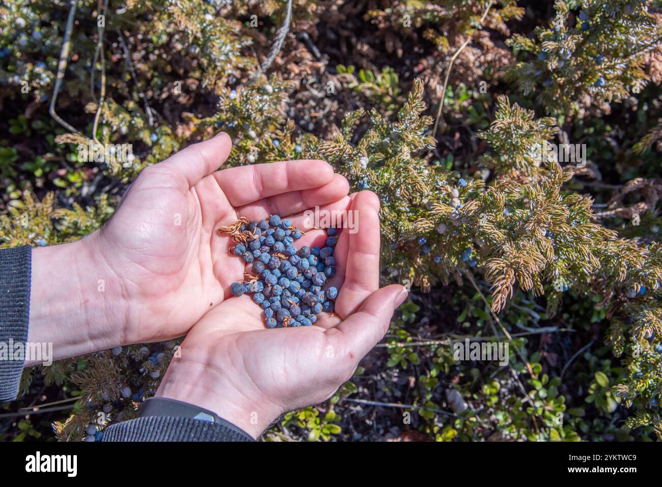 Picking wild juniper berries seen in Yukon Territory woods, forest in ...