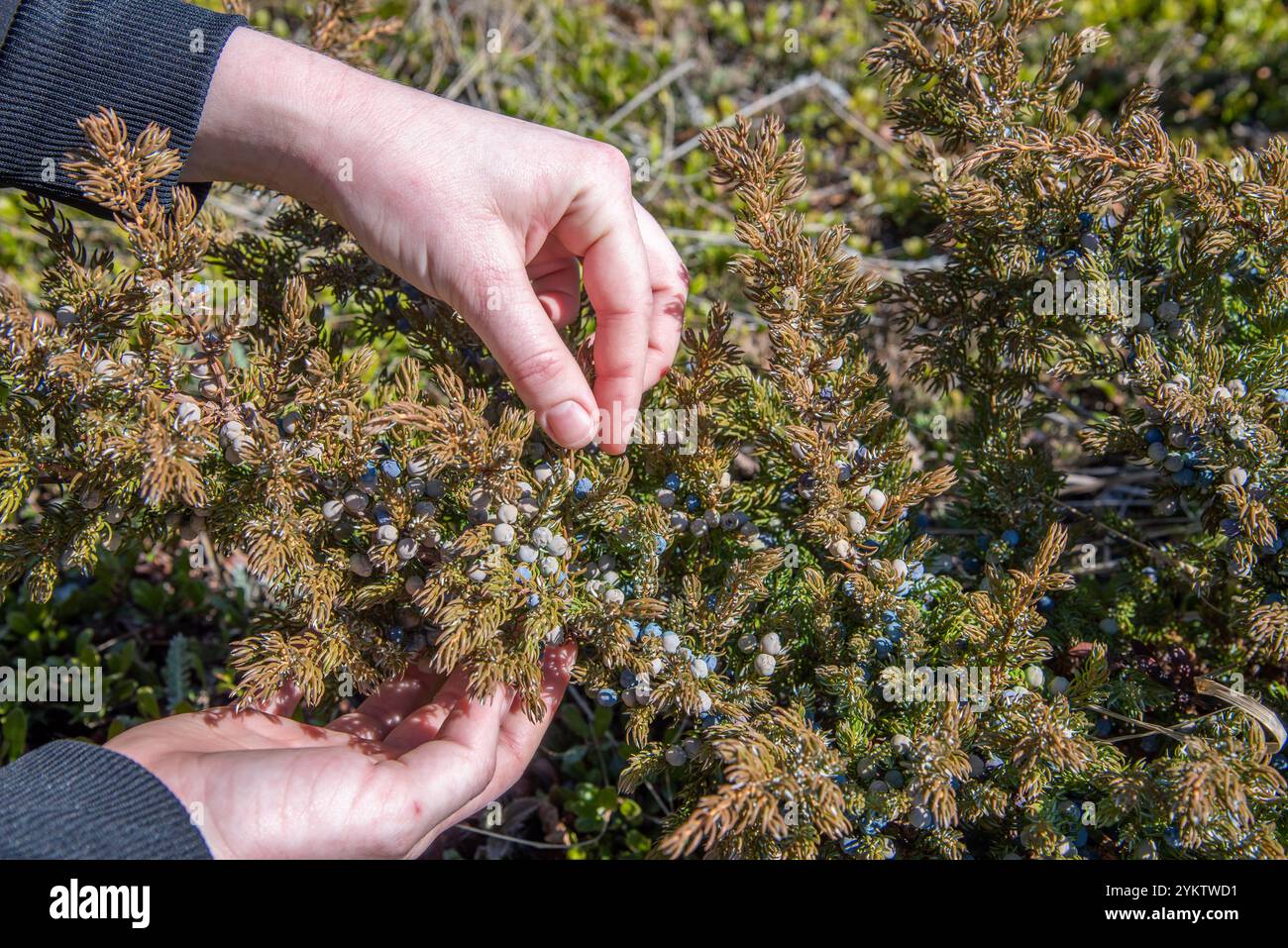 Juniper berries canada hi-res stock photography and images - Alamy