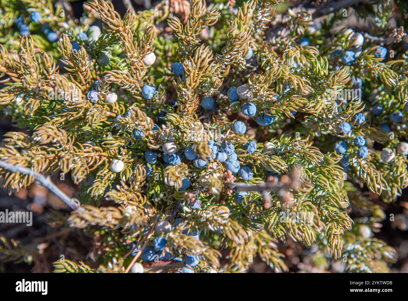 Picking wild juniper berries seen in Yukon Territory woods, forest in ...