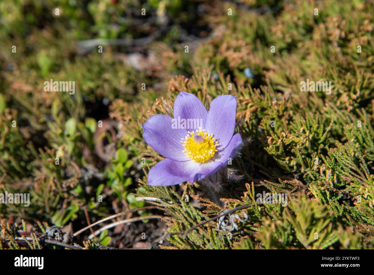 Wild crocus flowers seen in Yukon Territory, northern Canada in the ...