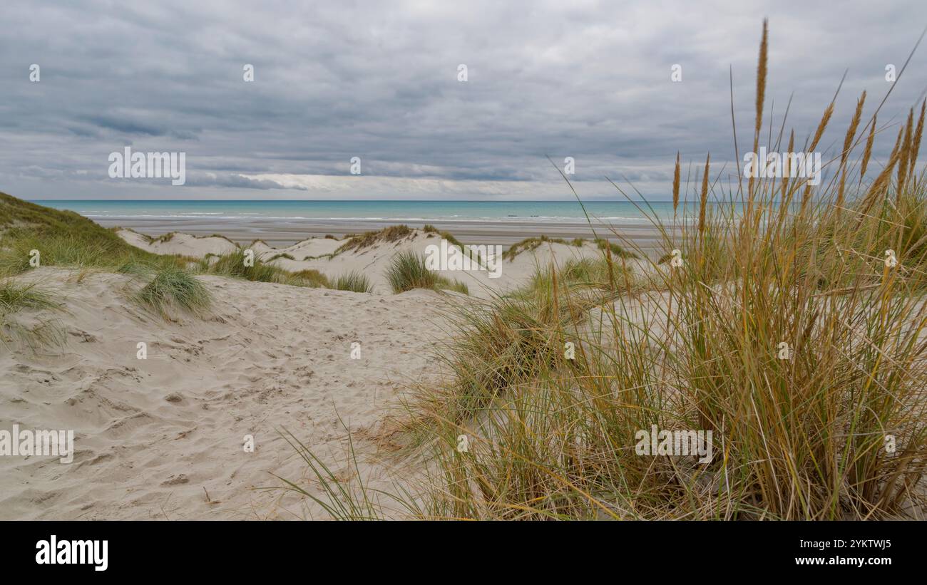 A peaceful coastal landscape featuring gentle sand dunes and tall ...