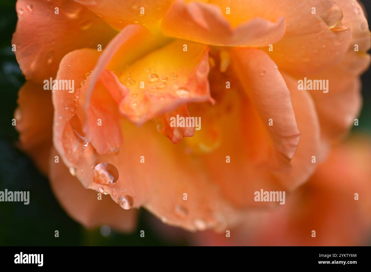 Peach rose raindrops close hi-res stock photography and images - Alamy
