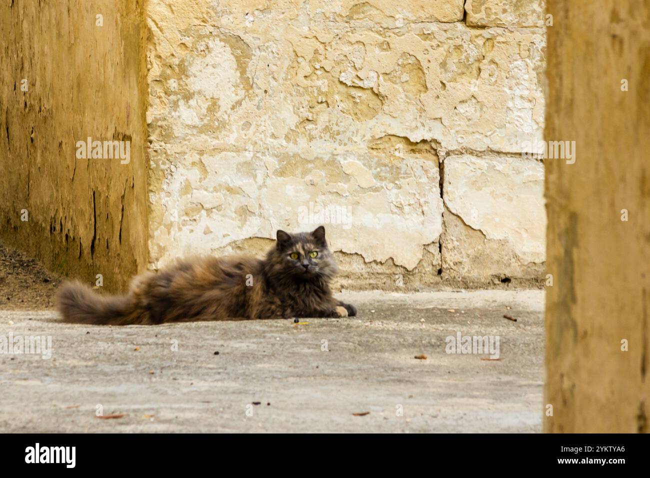 Fluffy Cat Relaxing in a Rustic Alleyway Setting Stock Photo - Alamy